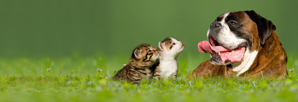 Home - PROSURE Pet Insurance